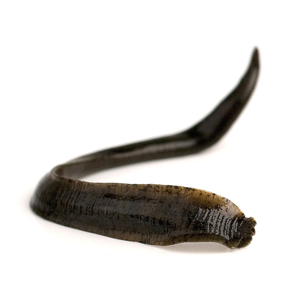Live Bait - Leeches — Natural Sports - The Fishing Store