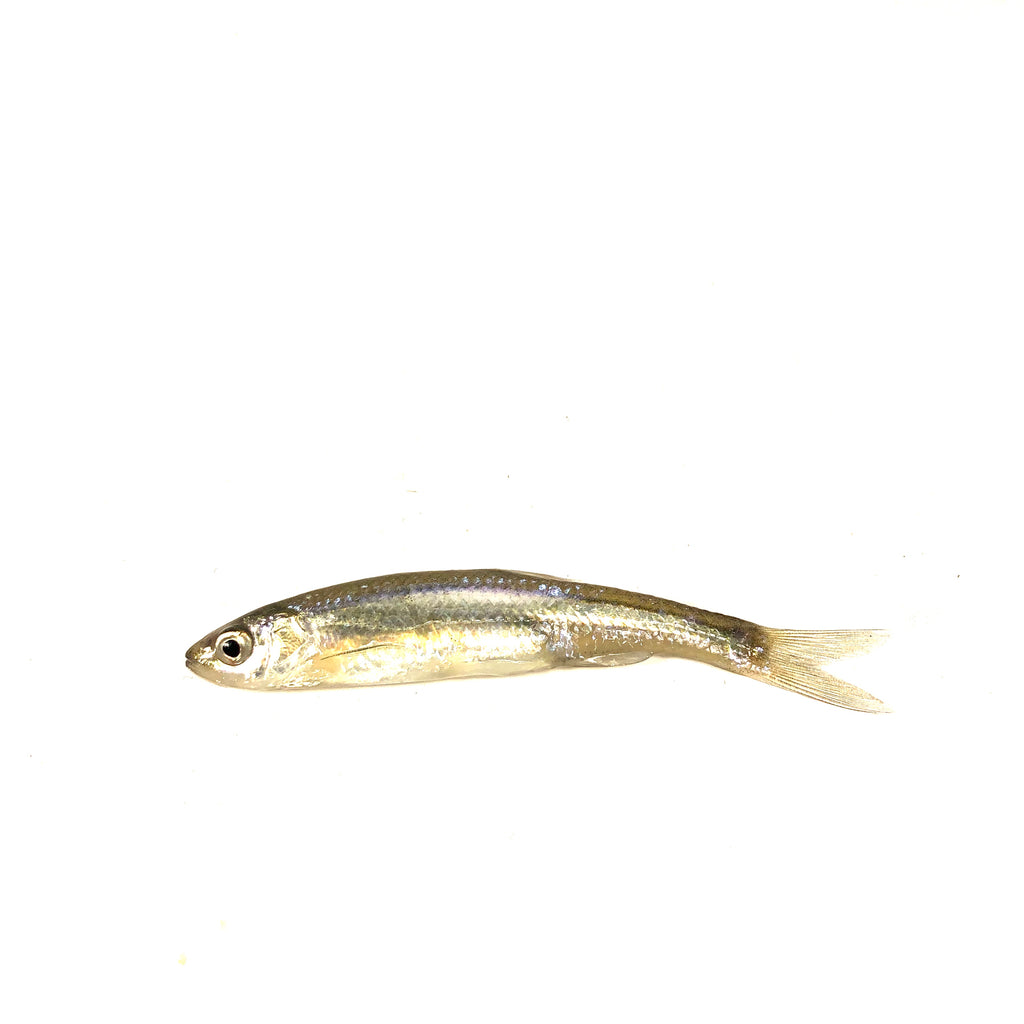 Live Bait - Minnows — Natural Sports - The Fishing Store