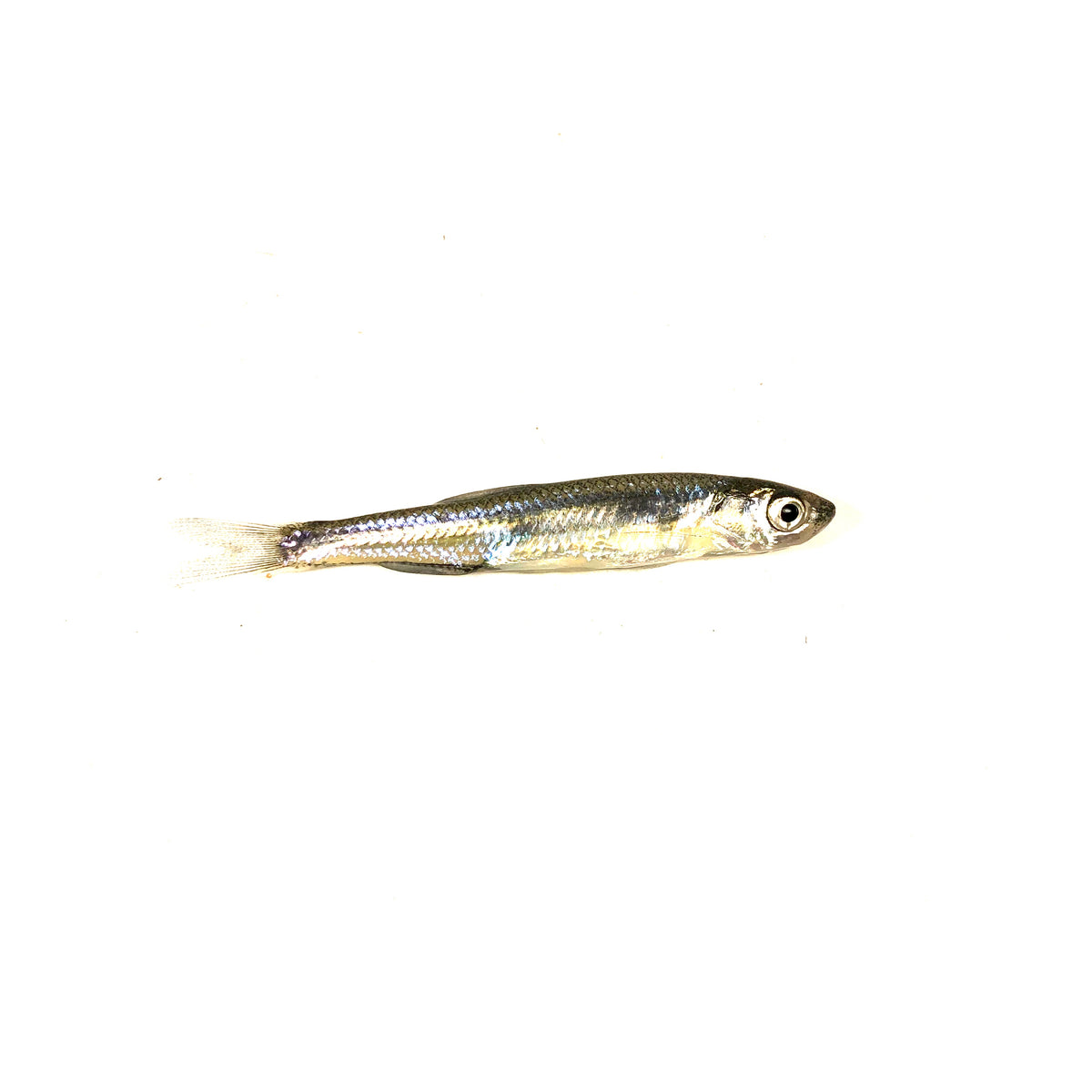 Pinhead Shiners (Scoop) Live Minnows for Bait — Natural Sports - The ...